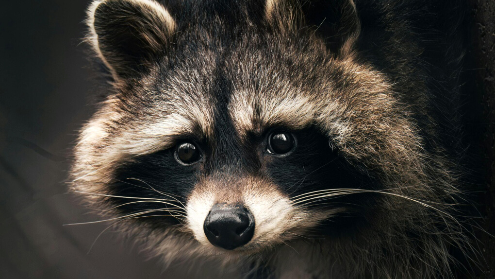 കെബെക്കിൽ റാക്കൂണിന് പേവിഷബാധ: മുന്നറിയിപ്പ് നൽകി - MC News Canada